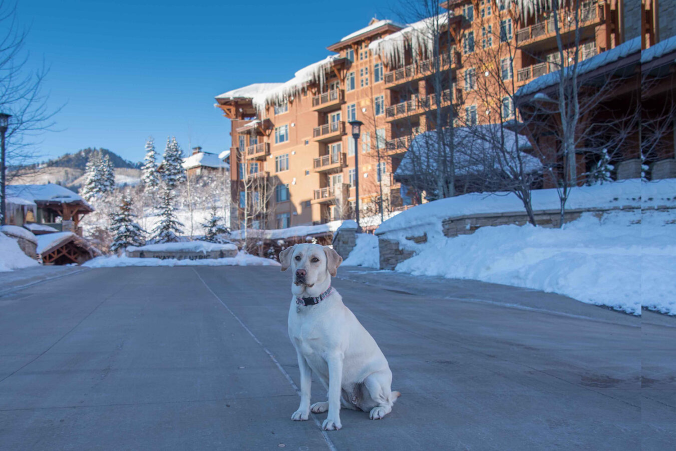 DOGGY DESTINATIONS – Millennium Magazine