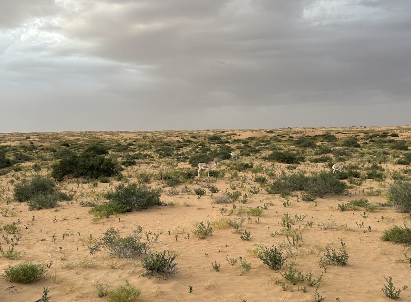 The HERO Experiences Group: Desert Adventure Beyond Dubai – Millennium ...